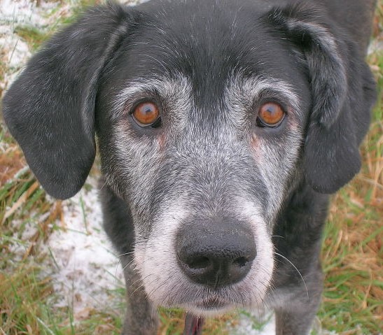 Bardinos und Bardino Mischlinge